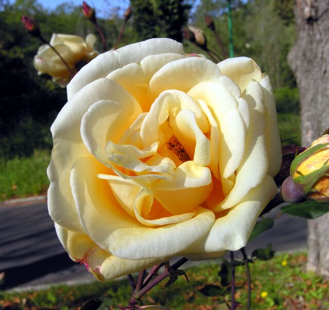 Mrs Myles Kennedy – Rose-Biblio