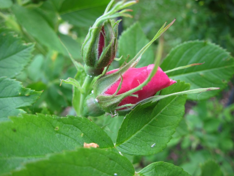 Zaiga – Rose-Biblio