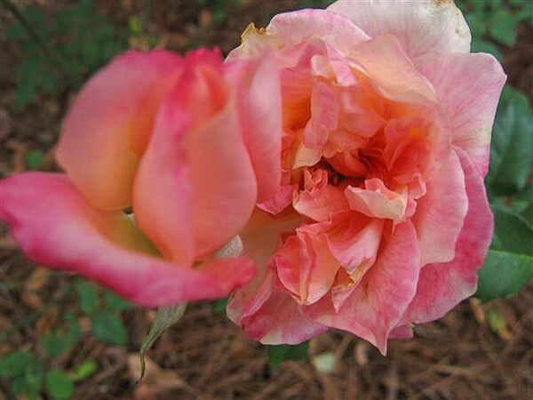 Rosette Delizy – Rose-Biblio