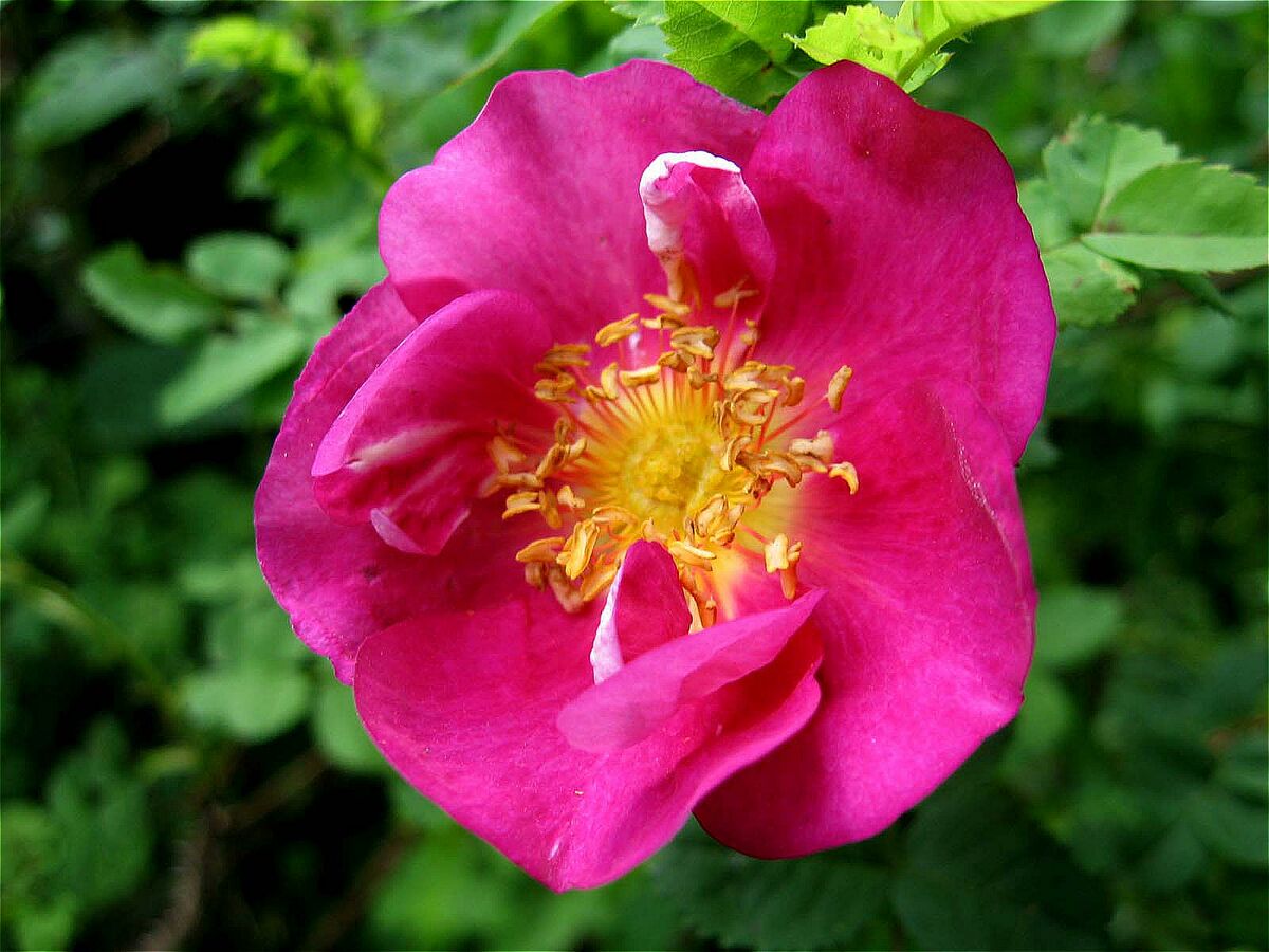 Burnet Purple – Rose-Biblio