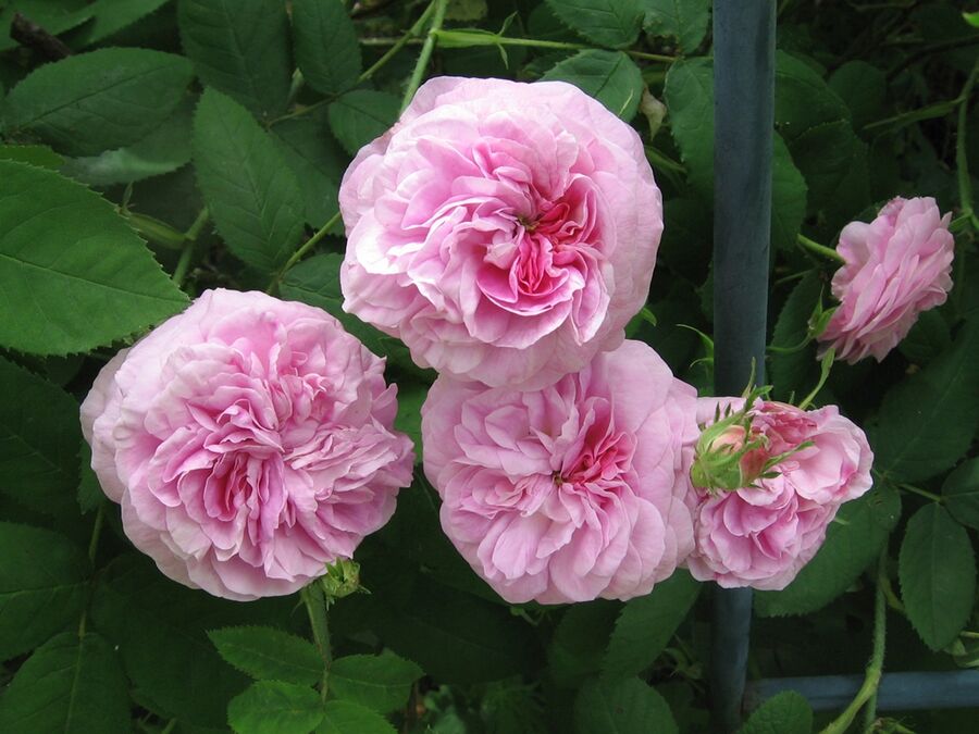 Président de Sèze – Rose-Biblio