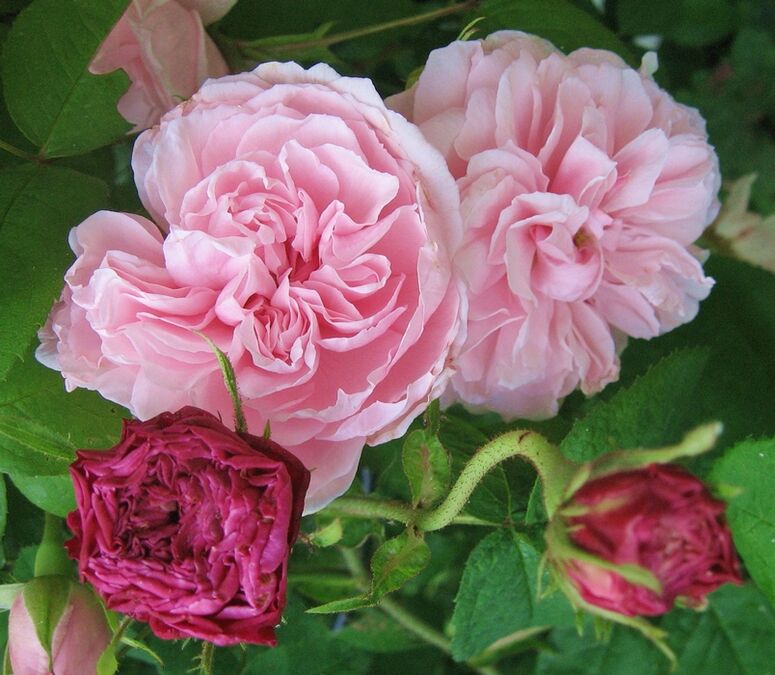 Barbara Austin – Rose-Biblio