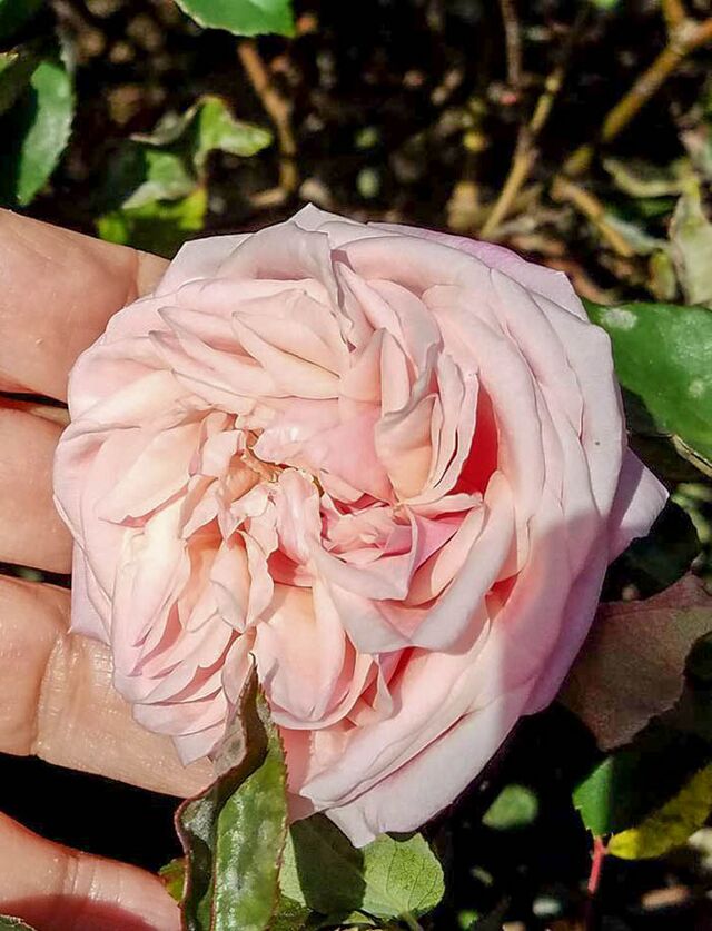 Edith Perry – Rose-Biblio