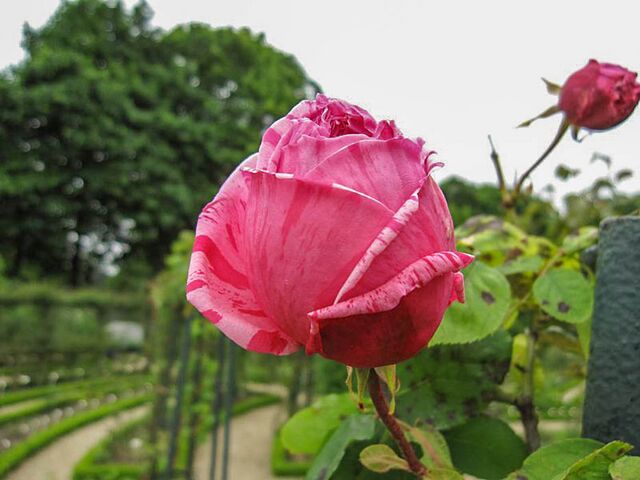 Datei:Madame Driout, Stéphane Barth, L'Hay 2-w.jpg – Rose-Biblio