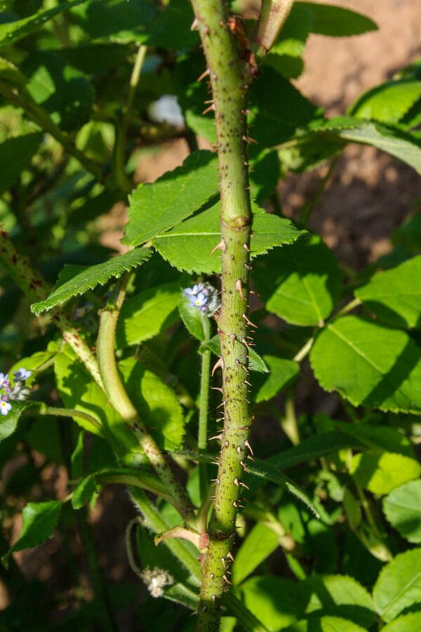 Président de Sèze – Rose-Biblio