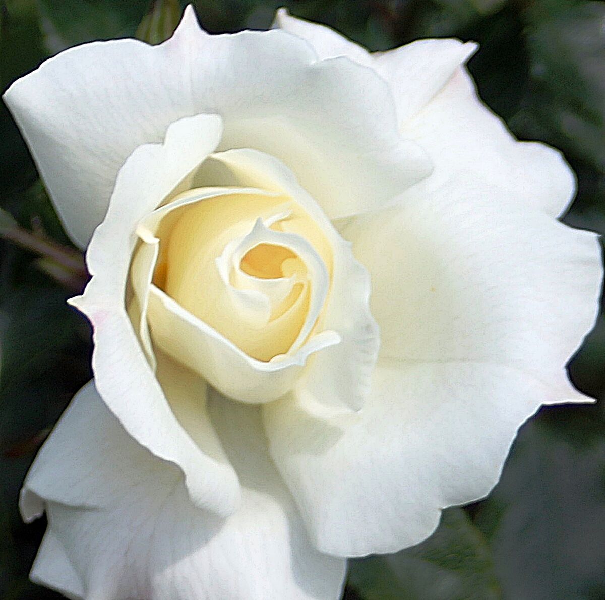 White Haze – Rose-Biblio