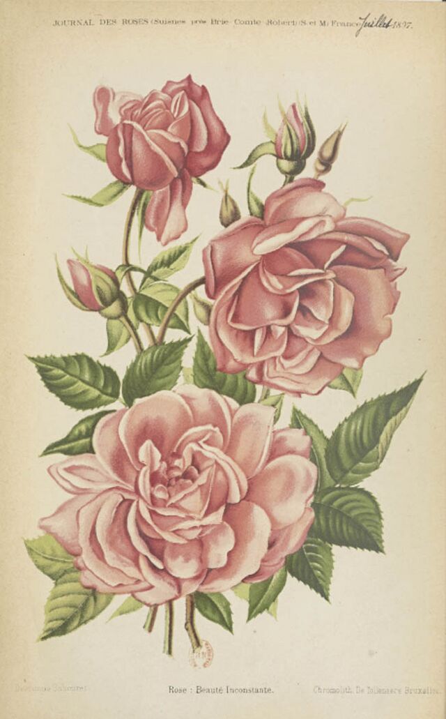 Datei:Beauté Inconstante, JdR 1897 S. 99-w.jpg – Rose-Biblio