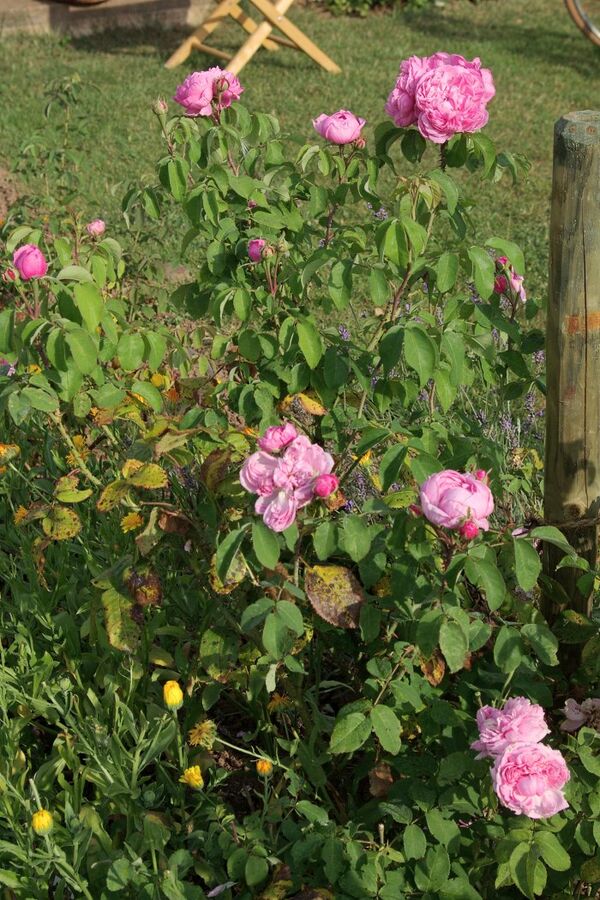 Sidonie – Rose-Biblio