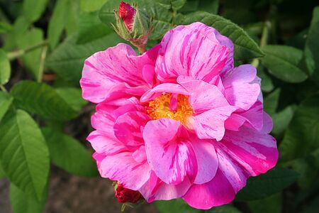 Rosa gallica 'Versicolor' – Rose-Biblio