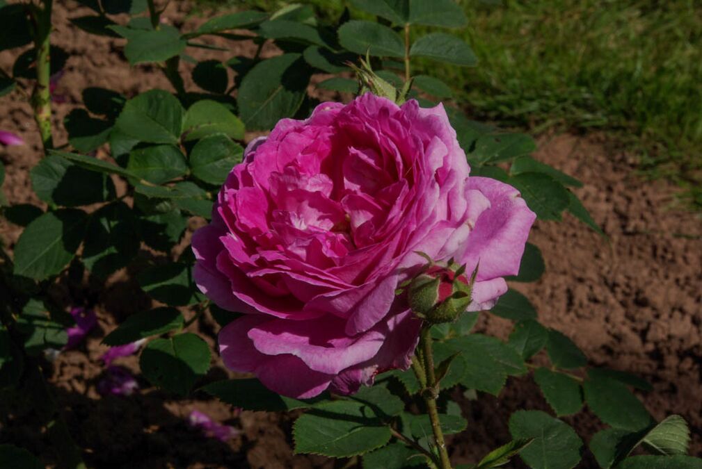 Lady Stuart – Rose-Biblio