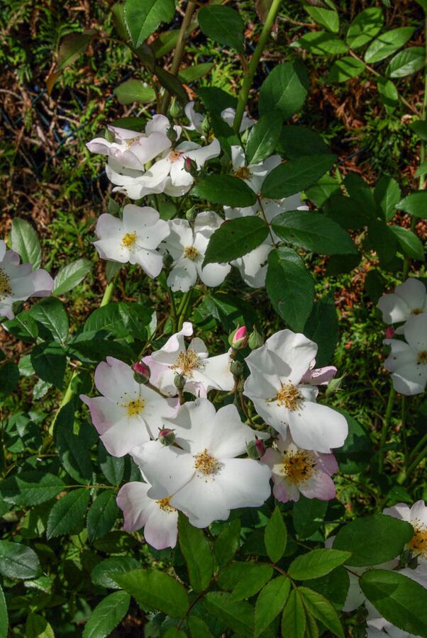 Francis E. Lester – Rose-Biblio