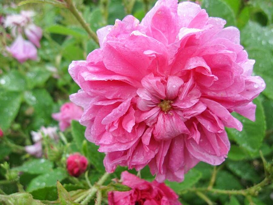 Petite Orléanaise – Rose-Biblio