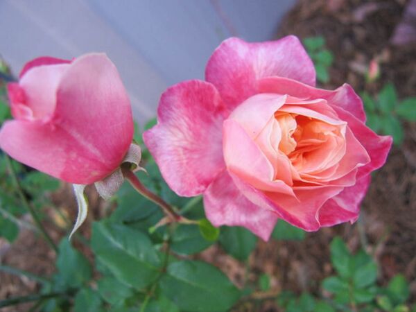 Rosette Delizy – Rose-Biblio