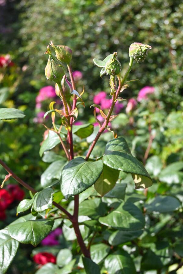 Chartreuse de Parme – Rose-Biblio