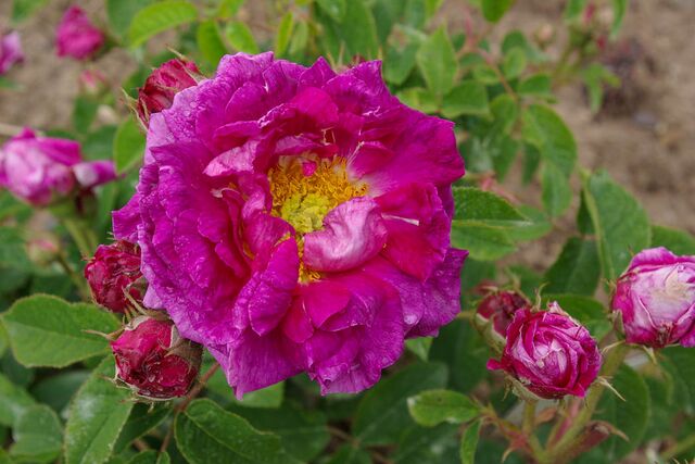 Doña Sol – Rose-Biblio