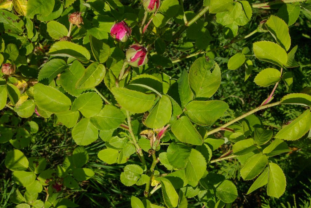 Fundrose "Gerda Nissen", Centifolia – Rose-Biblio