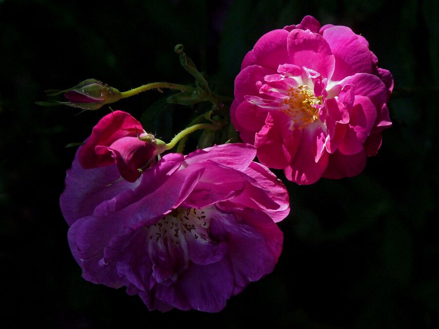 Morletii – Rose-Biblio