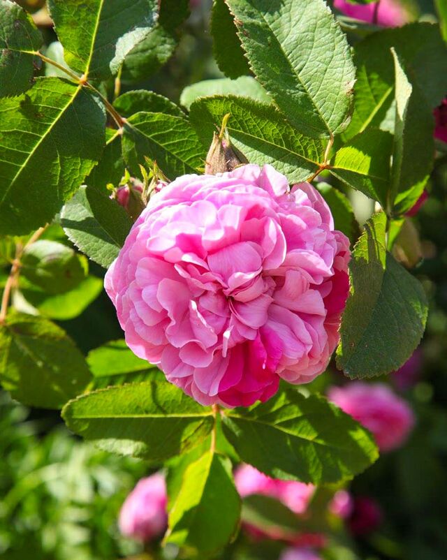 Datei:Panachée de Lyon, Hideharu Imai 2-2-w.jpg – Rose-Biblio