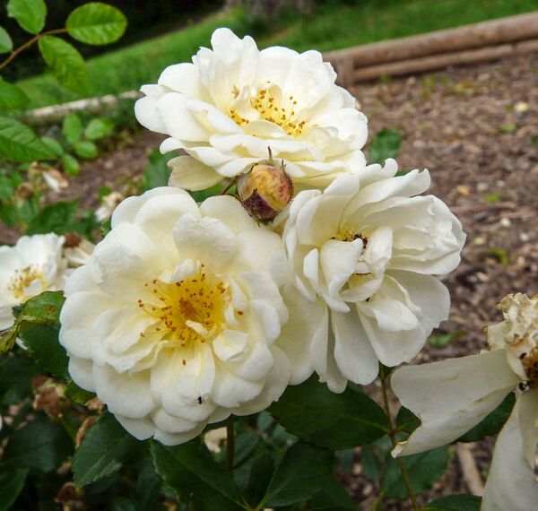 Aglaïa, Multiflora – Rose-Biblio