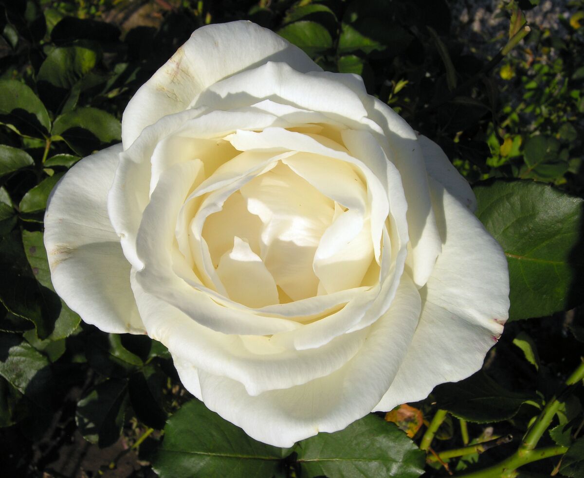White Christmas – Rose-Biblio