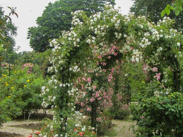 Sander's White Rambler – Rose-Biblio