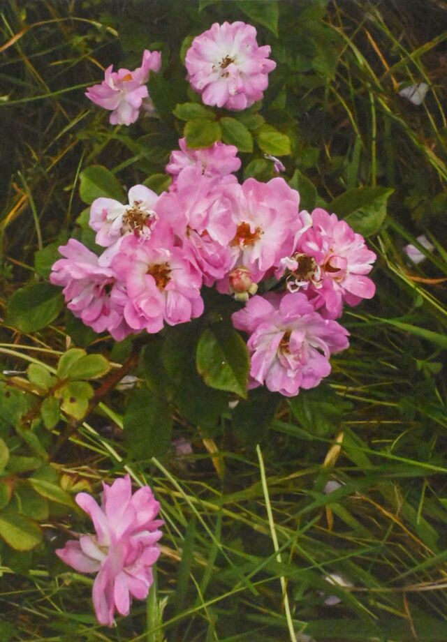 Anne Chapman – Rose-Biblio