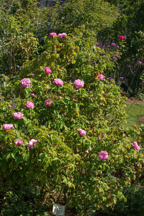 Sidonie – Rose-Biblio