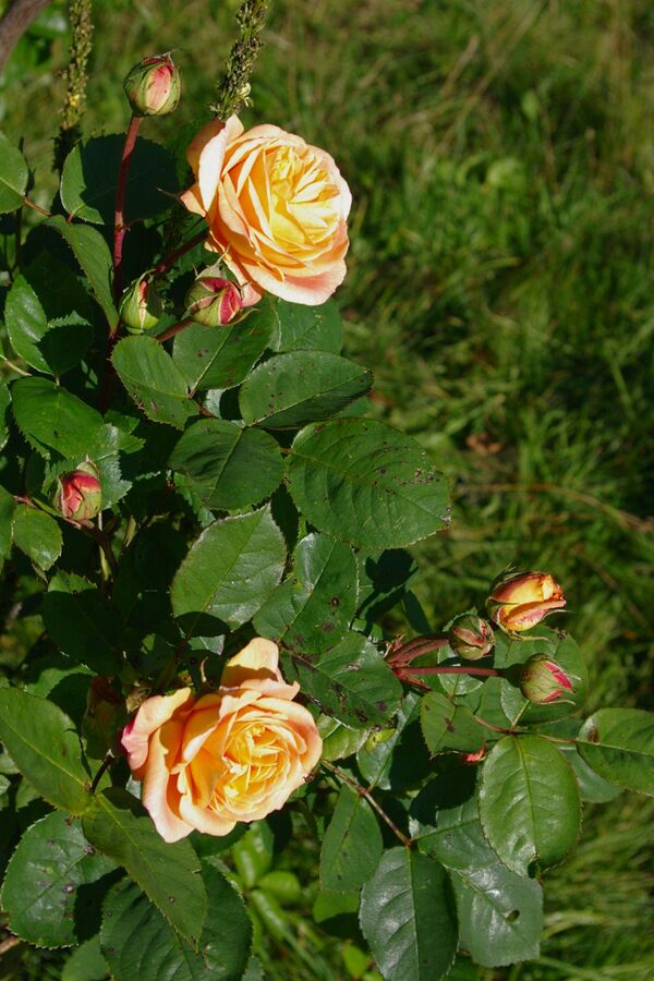 Charles Austin – Rose-Biblio