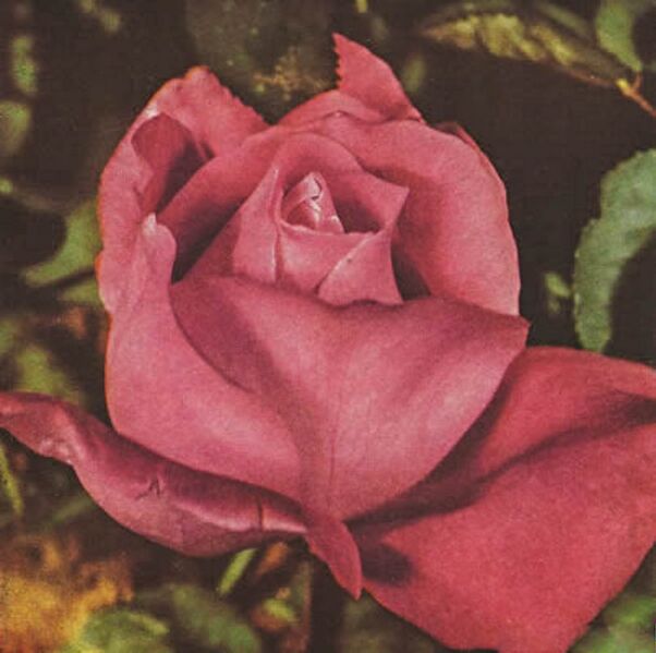 Datei:McGredy's Wonder, Roses in Colour and Cultivation-2-w.jpg – Rose ...