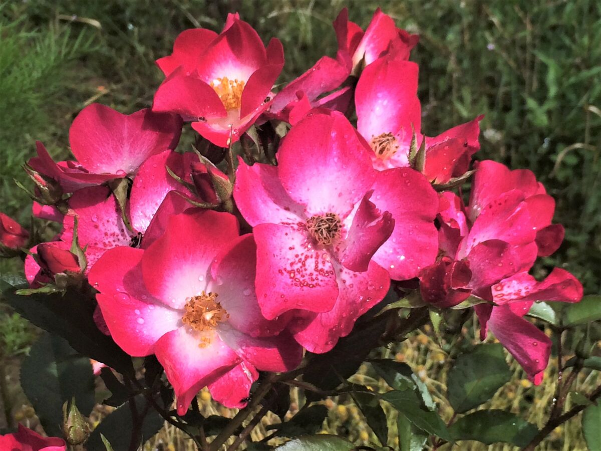 Bukavu – Rose-Biblio