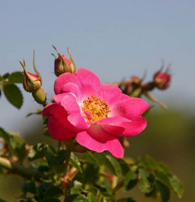 Amy Robsart – Rose-Biblio