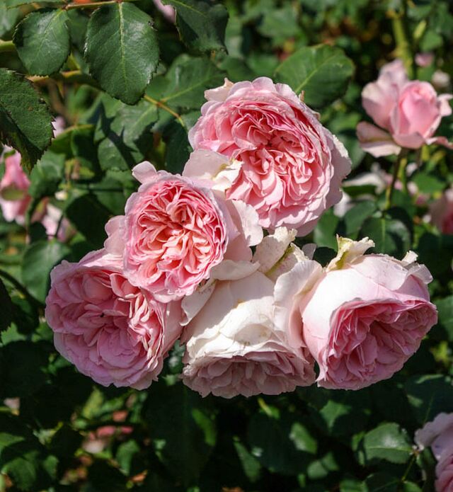 Oriane – Rose-Biblio
