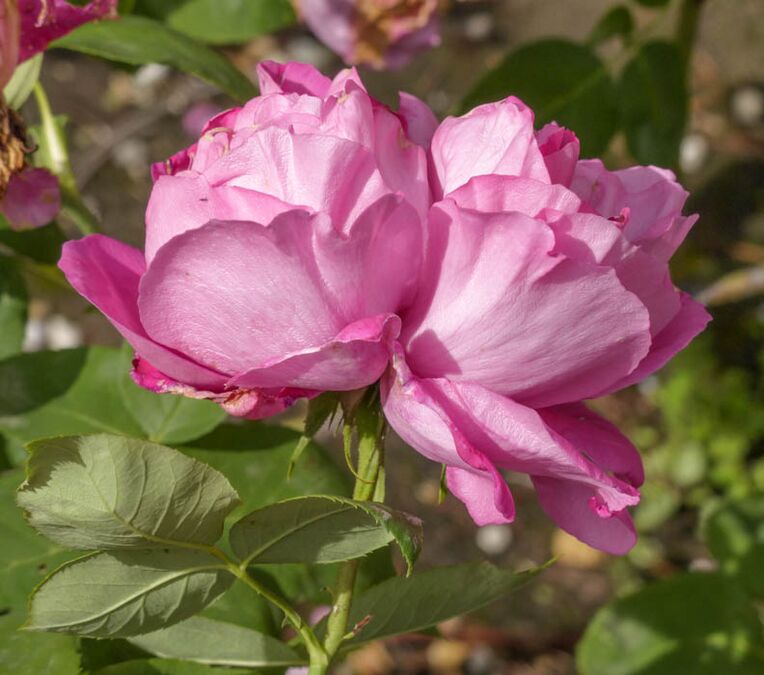 Paul Neyron – Rose-Biblio