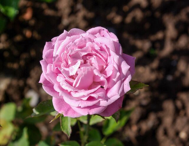 Mrs R.G. Sharman-Crawford – Rose-Biblio