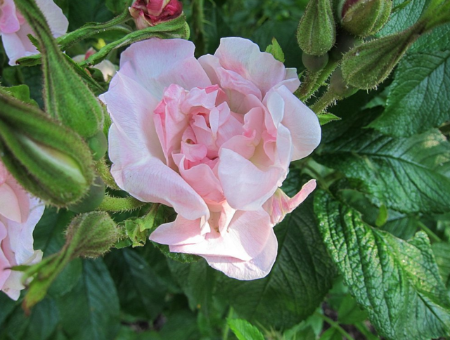 Selma Lagerlöf – Rose-Biblio