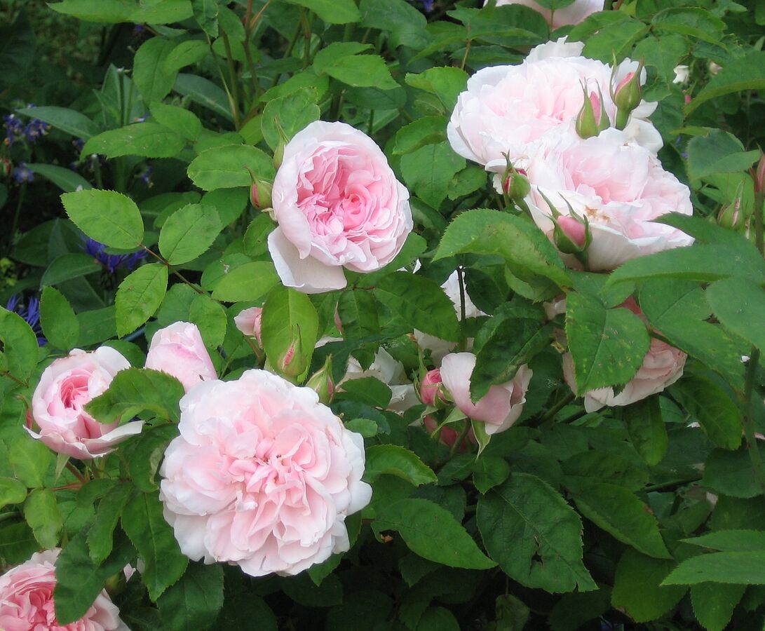 Barbara Austin – Rose-Biblio