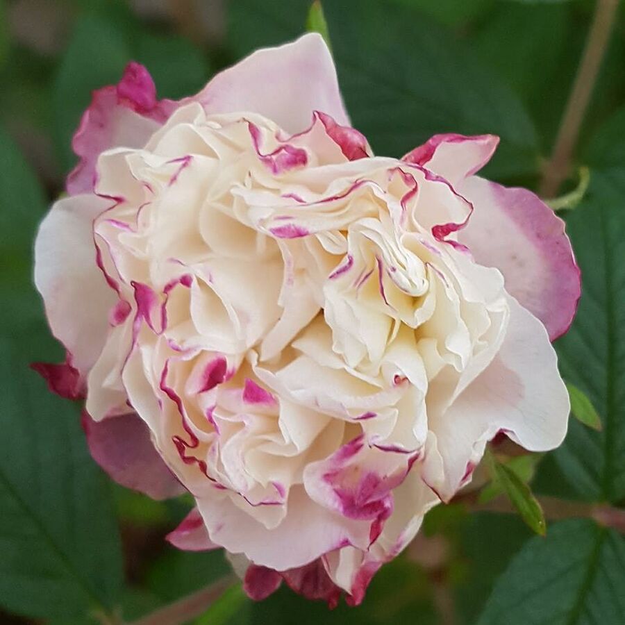 Louise Bugnet – Rose-Biblio