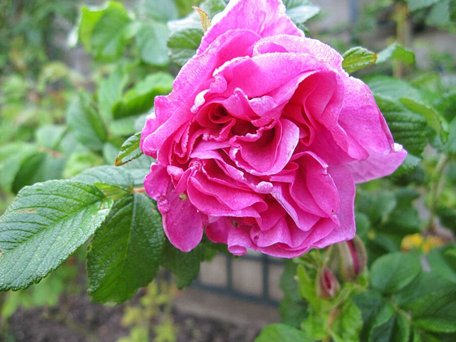 Souvenir de Christophe Cochet – Rose-Biblio