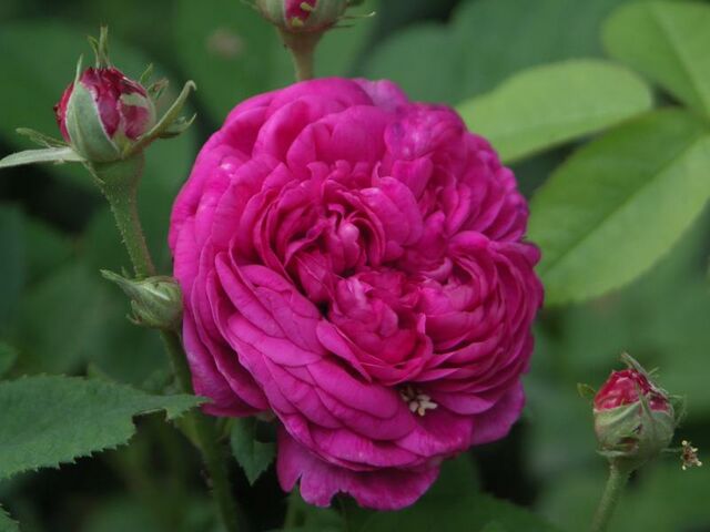 Velours Épiscopal – Rose-Biblio