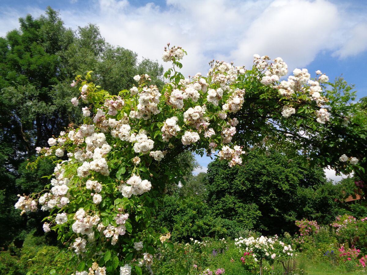 Baltimore Belle – Rose-Biblio