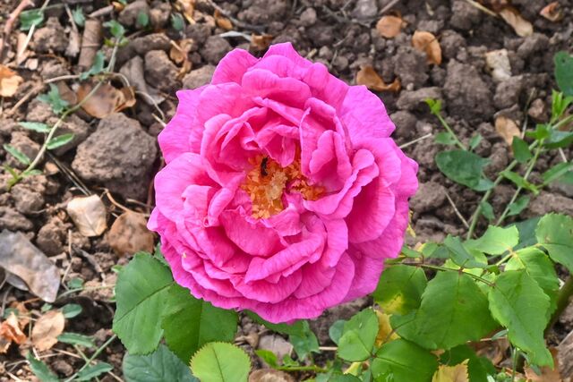Mademoiselle Andrée Worth – Rose-Biblio