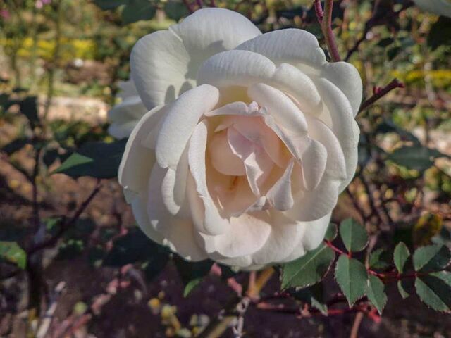 Faith Whittlesey – Rose-Biblio