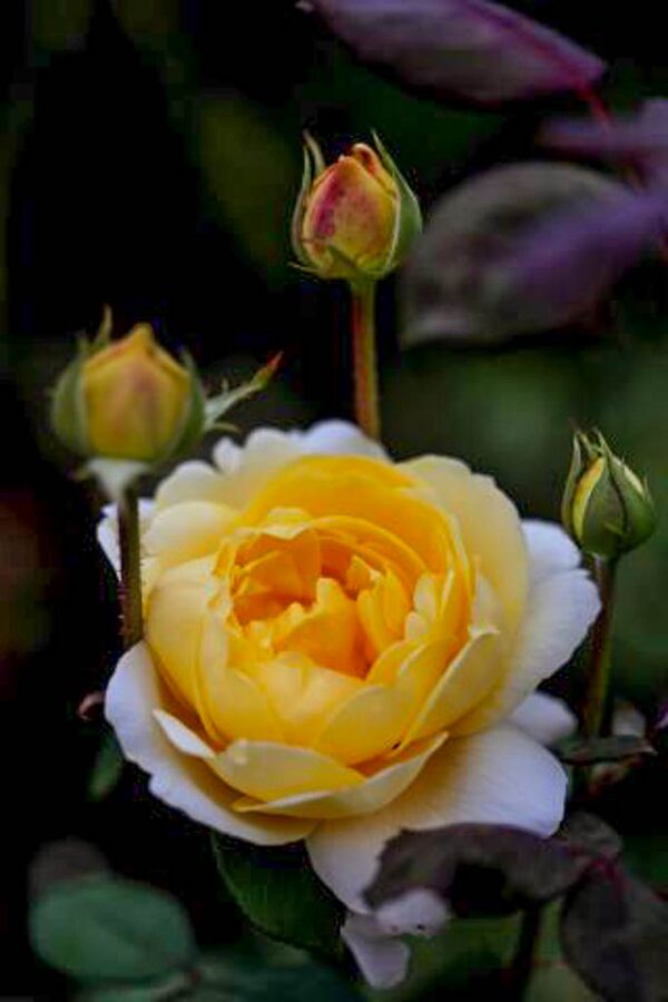 Hilda Sophia Lehmann – Rose-Biblio