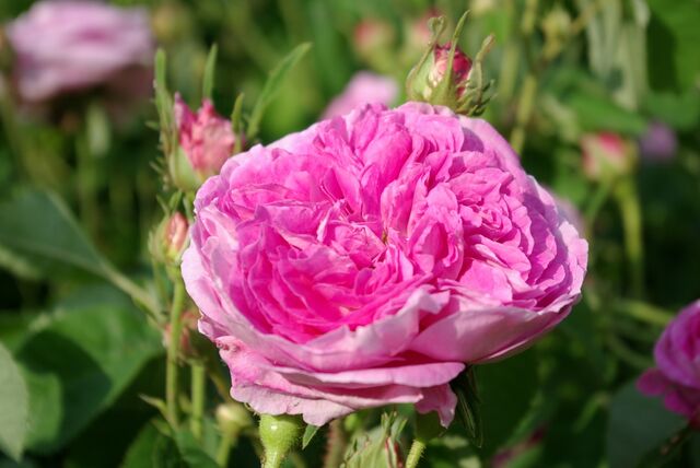 Nestor – Rose-Biblio
