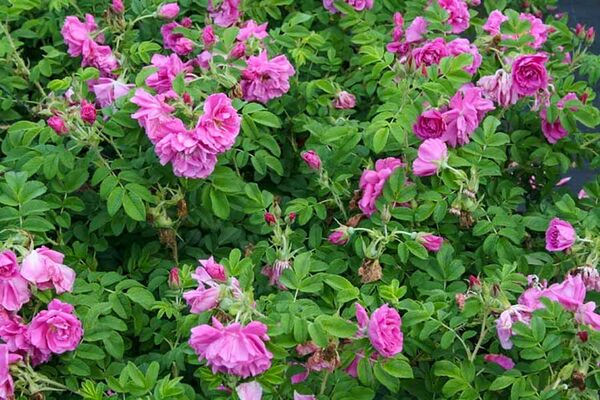 Pierette – Rose-Biblio