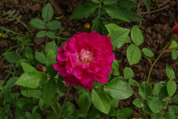 Red Damask – Rose-Biblio