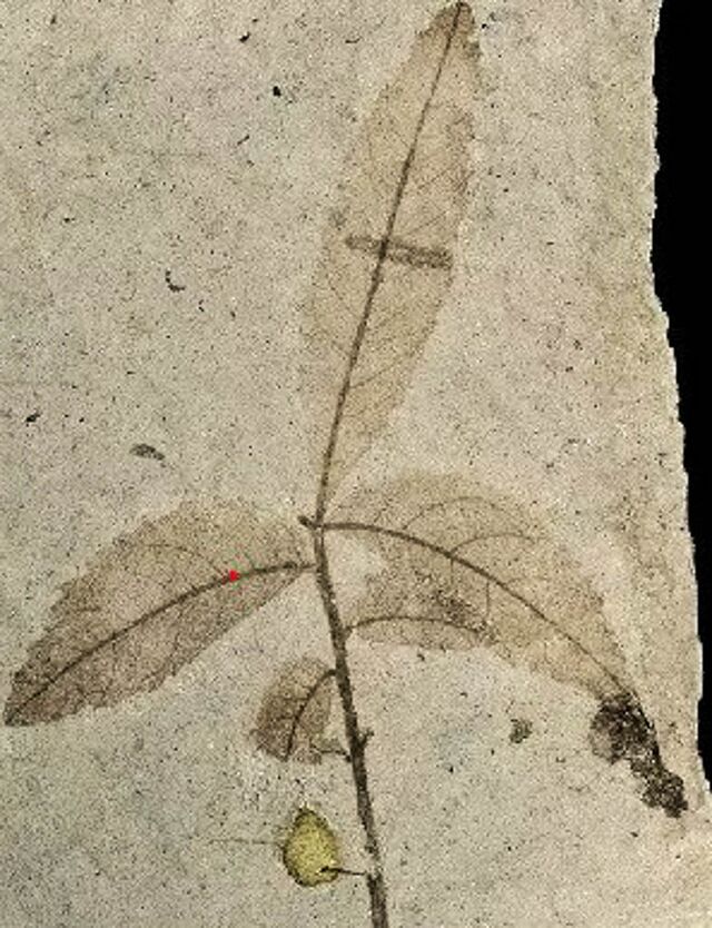 Rosa harneyana R.W.Chaney et Axelrod – Rose-Biblio