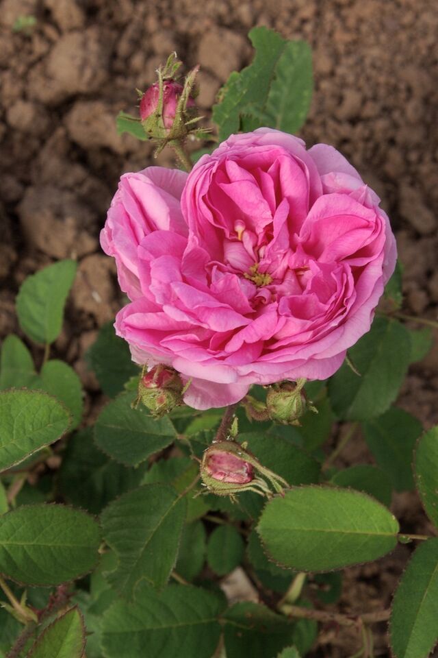 Rosa x centifolia 'Major' – Rose-Biblio