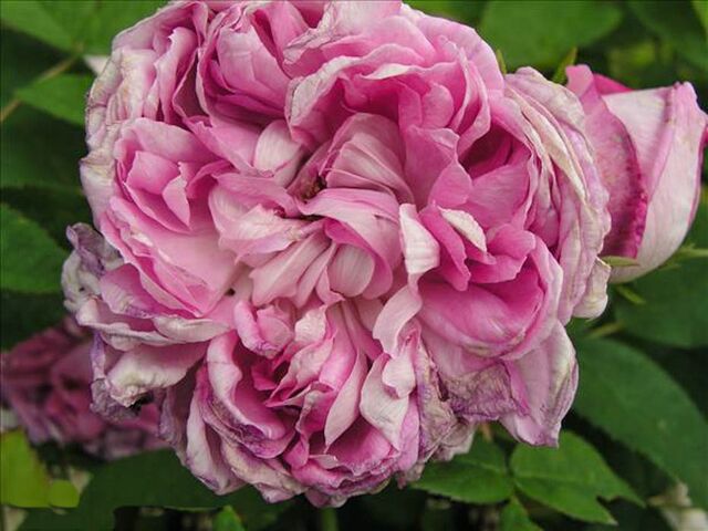 Mok Mi – Rose-Biblio