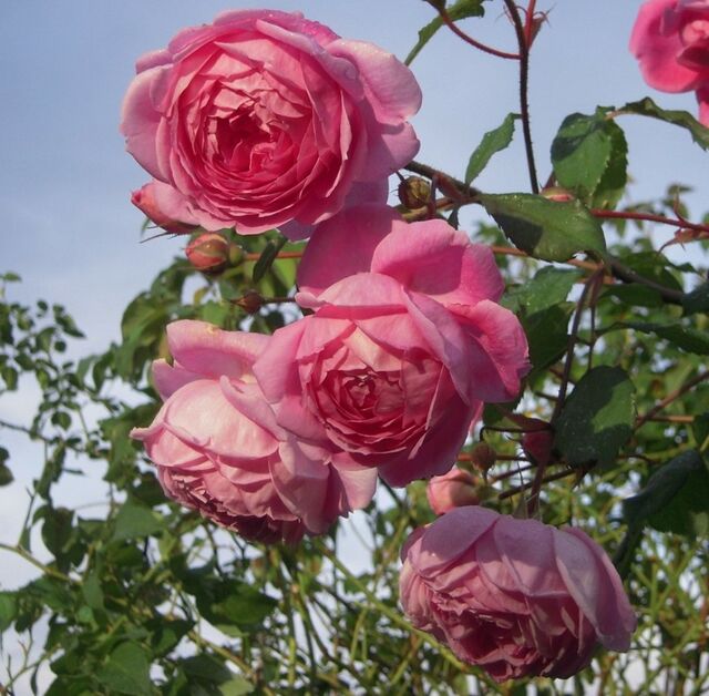 Alan Titchmarsh – Rose-Biblio